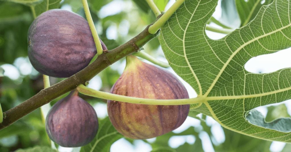 Why did Jesus curse the fig tree? - Christian Faith Guide
