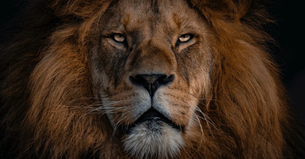 Why is Jesus called the Lion of Judah? - Christian Faith Guide