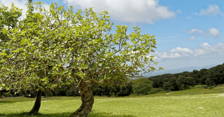 Why did Jesus curse the fig tree? - Christian Faith Guide