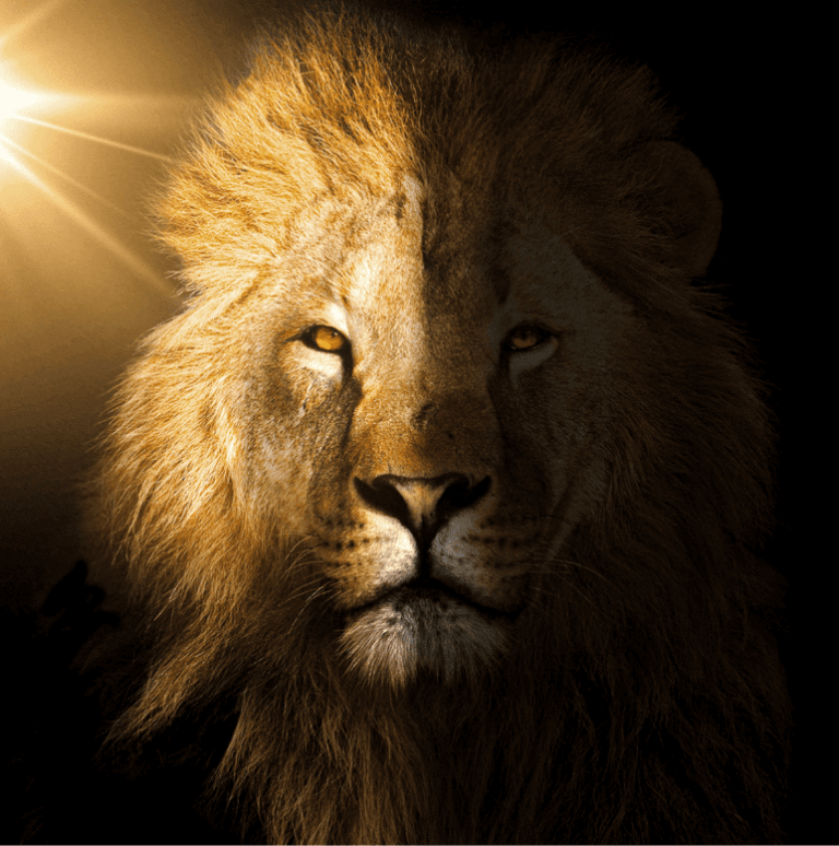 Why is Jesus called the Lion of Judah? - Christian Faith Guide