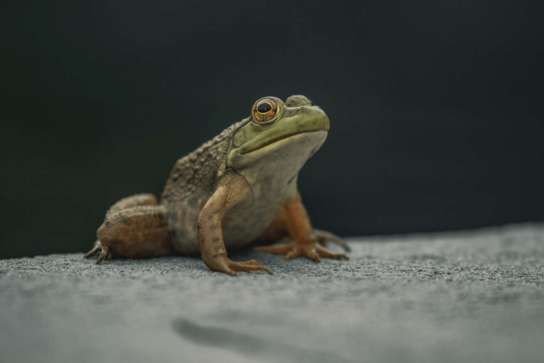 10 Meanings of a Frog on Doorstep and Crossing Your Path - Christian ...