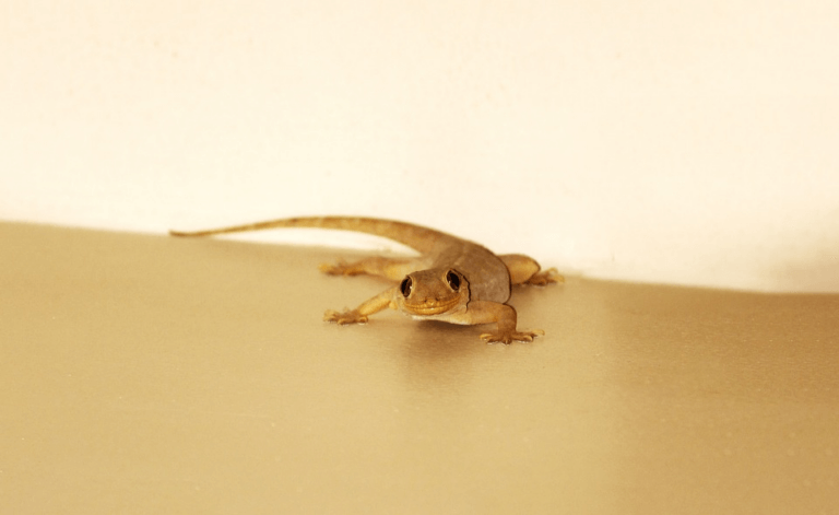 Prophetic Meanings of a Lizard in the House - Christian Faith Guide
