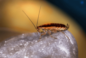 5 Spiritual Meanings of Seeing a Cockroach in Your House - Christian ...