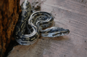 7 Spiritual Meanings of Snake in House - Christian Faith Guide