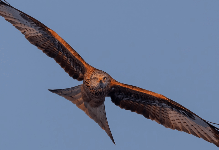10 Spiritual Meanings of a Hawk Flying Over You - Christian Faith Guide