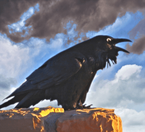 7 Spiritual meanings of crows cawing loudly in the morning - Christian ...