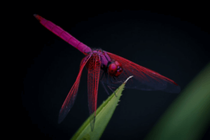 What Does a Dragonfly Symbolize In The Bible? - Christian Faith Guide