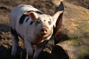 What Does a Pig Symbolize in The Bible? - Christian Faith Guide