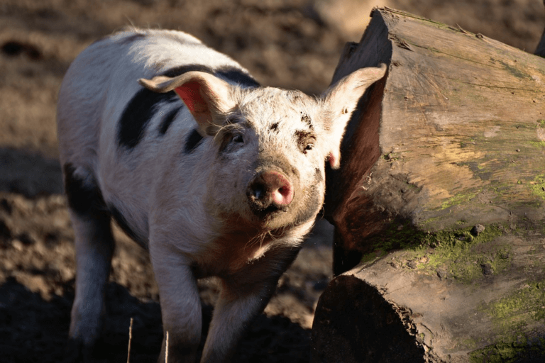 What Does a Pig Symbolize in The Bible? - Christian Faith Guide