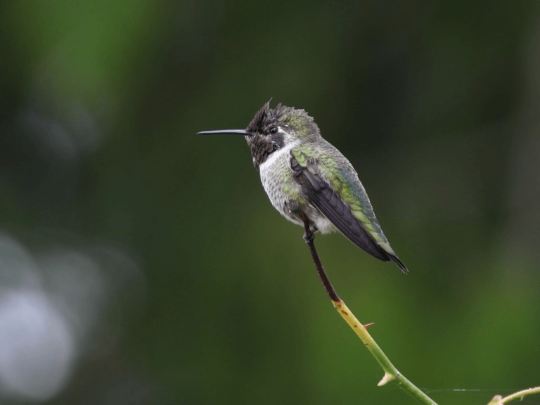 What is the biblical Meaning of a Hummingbird? - Christian Faith Guide