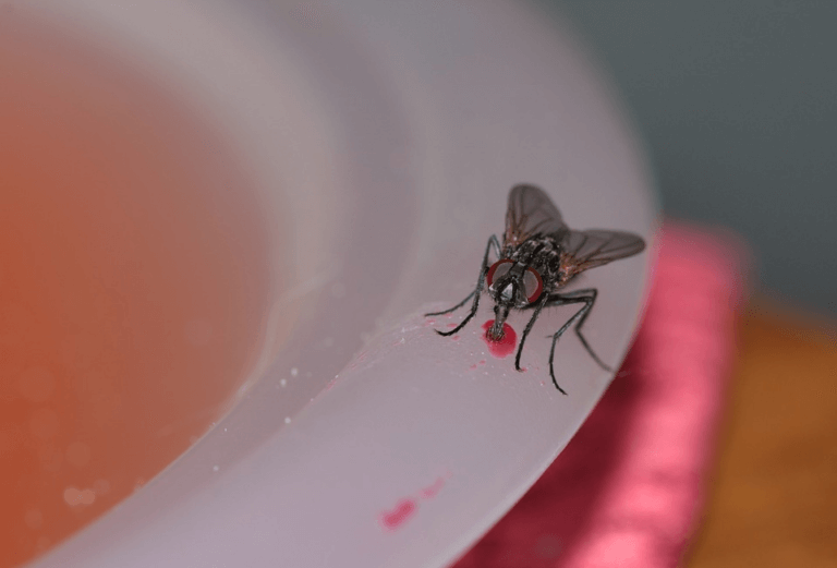 8 Prophetic Meanings of Flies in Your House - Christian Faith Guide