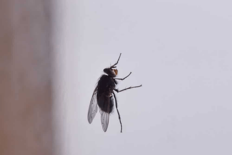8 Prophetic Meanings of Flies in Your House - Christian Faith Guide