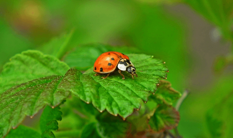 What is the biblical Meaning of a Ladybug? - Christian Faith Guide