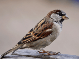 What is the meaning of sparrows in the Bible? - Christian Faith Guide