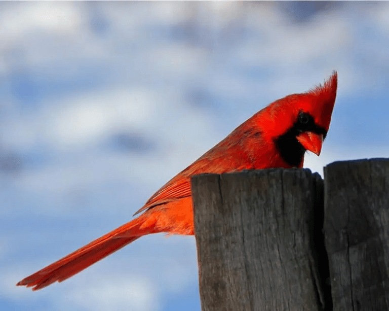 When God Sends a Cardinal - Christian Faith Guide