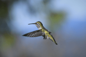 What is the biblical Meaning of a Hummingbird? - Christian Faith Guide