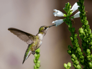 What is the biblical Meaning of a Hummingbird? - Christian Faith Guide