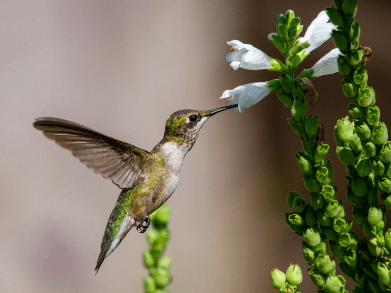 What is the biblical Meaning of a Hummingbird? - Christian Faith Guide