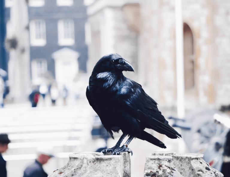 7 single black crow meanings - Christian Faith Guide