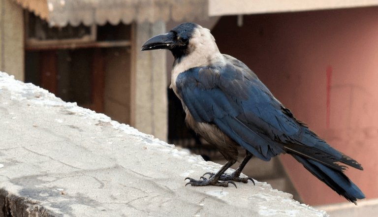 7 single black crow meanings - Christian Faith Guide