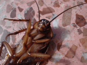 5 Spiritual Meanings of Seeing a Cockroach in Your House - Christian ...
