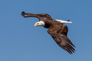 What Does Eagle Symbolize In The Bible? - Christian Faith Guide