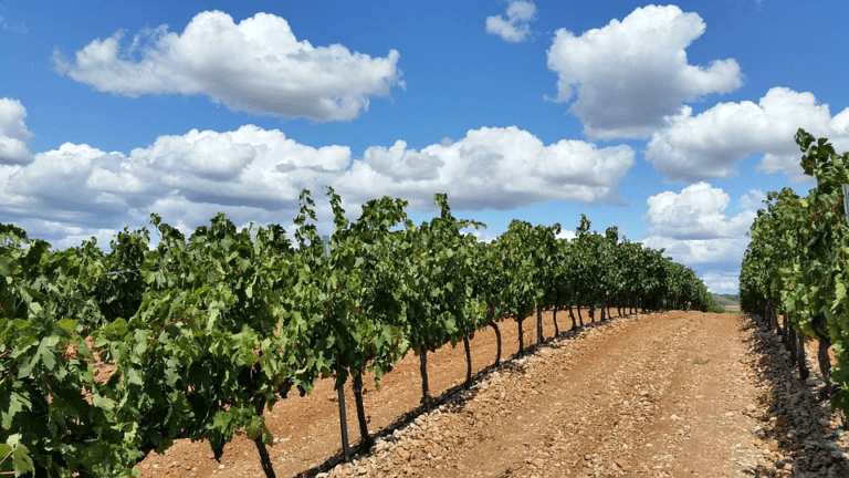 What Does a Vineyard Symbolize In the Bible? - Christian Faith Guide