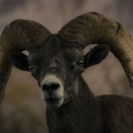 What does the horn symbolize in the Bible? - Christian Faith Guide