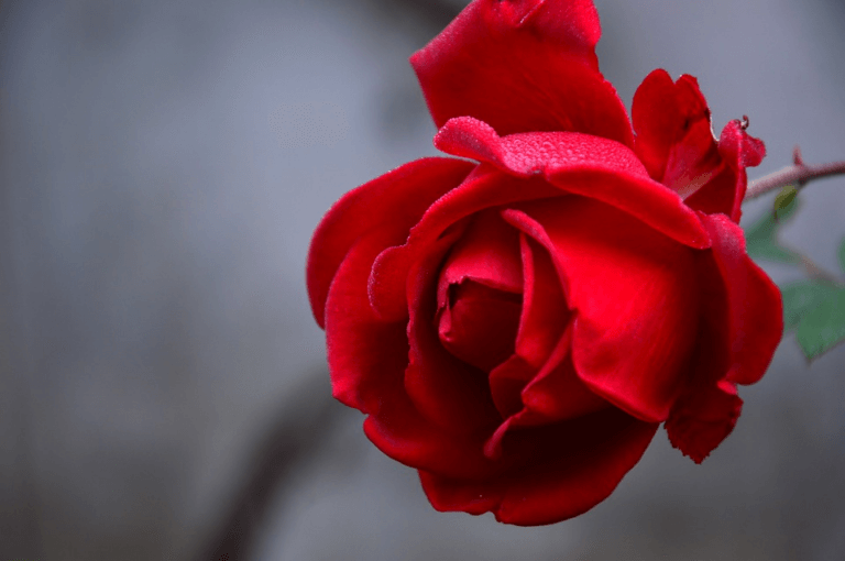 What does a rose symbolize in the Bible? - Christian Faith Guide