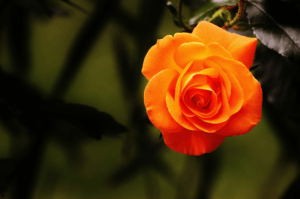 What does orange symbolize in the Bible? - Christian Faith Guide