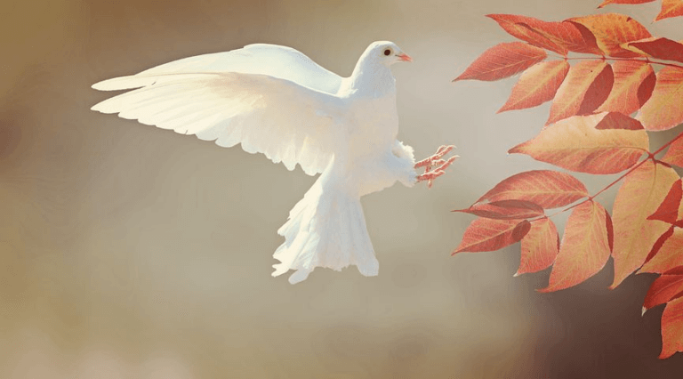 What does the Dove symbolize in the Bible? - Christian Faith Guide