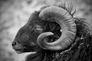 What does a ram symbolize in the Bible? - Christian Faith Guide