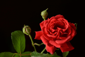 What does a rose symbolize in the Bible? - Christian Faith Guide