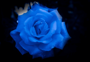 What does a rose symbolize in the Bible? - Christian Faith Guide