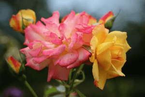 What does a rose symbolize in the Bible? - Christian Faith Guide