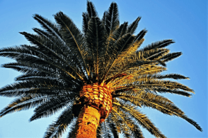 What does the palm symbolize in the Bible? - Christian Faith Guide