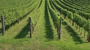What Does a Vineyard Symbolize In the Bible? - Christian Faith Guide