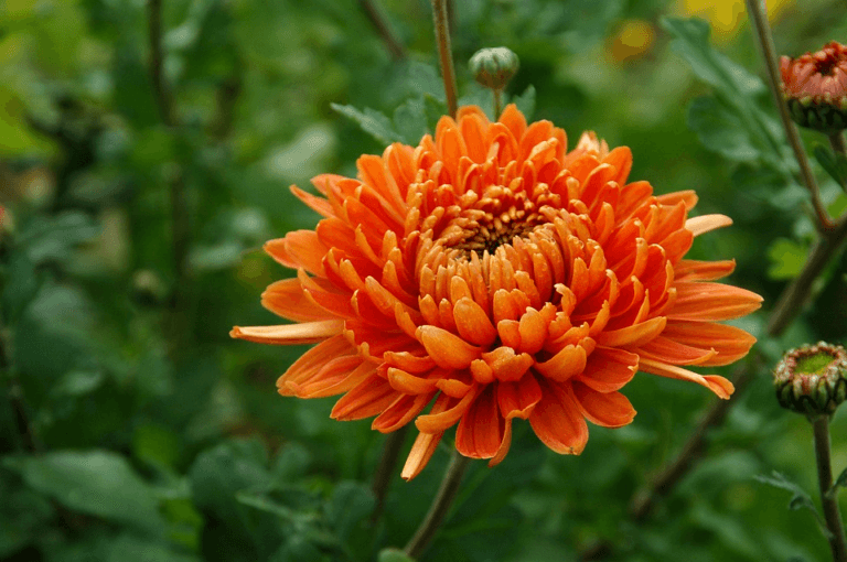 What does orange symbolize in the Bible? - Christian Faith Guide