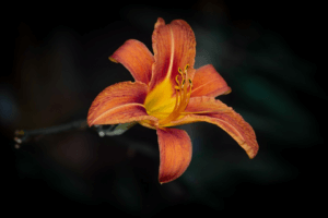 What does orange symbolize in the Bible? - Christian Faith Guide
