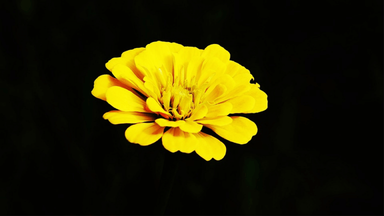 What Does Yellow Symbolize In The Bible? - Christian Faith Guide