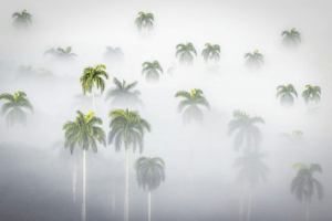 What does the palm symbolize in the Bible? - Christian Faith Guide