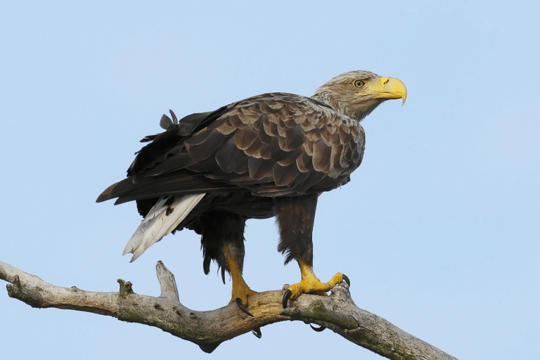 How many times is Eagle mentioned in the Bible? - Christian Faith Guide