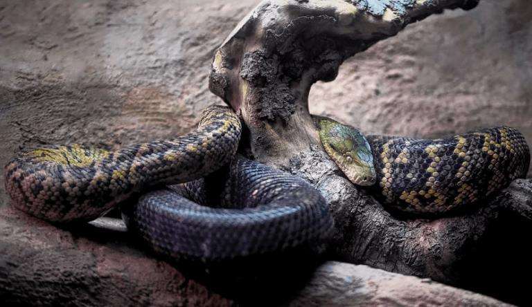 What does snake symbolize in the Bible? - Christian Faith Guide