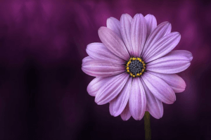 What does the color purple symbolize in the Bible? - Christian Faith Guide