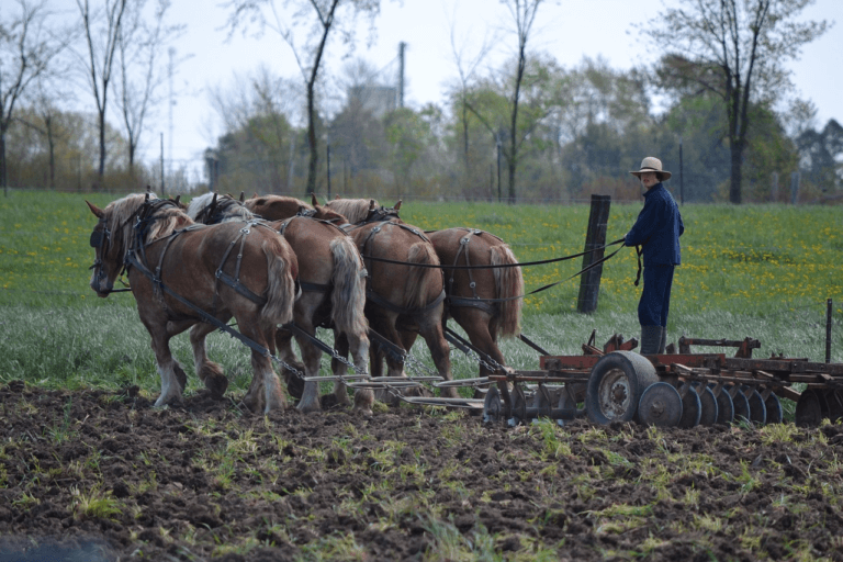 Where Do Mennonites Live? - Christian Faith Guide