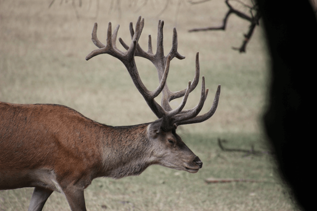 Spiritual Meanings of seeing a deer - Christian Faith Guide