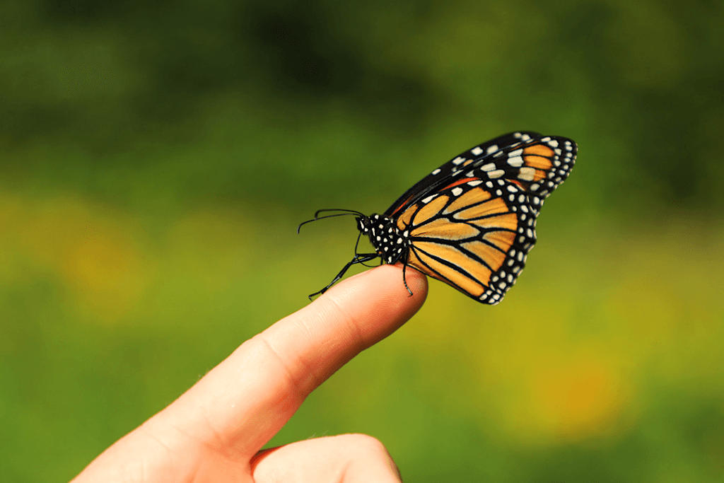 Spiritual meaning of a butterfly landing on you - Christian Faith Guide