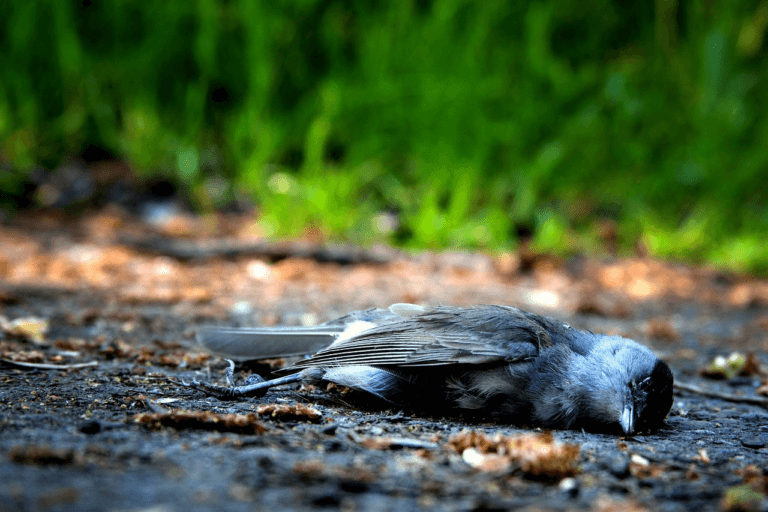 Symbolic Meaning of a dead bird - Christian Faith Guide