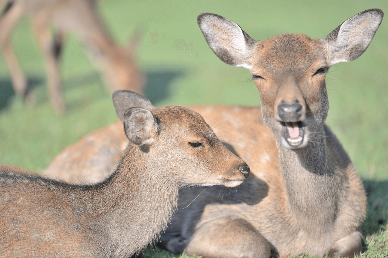 Spiritual Meanings of seeing a deer - Christian Faith Guide