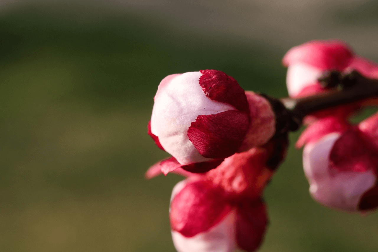 Spiritual meaning of the color pink - Christian Faith Guide